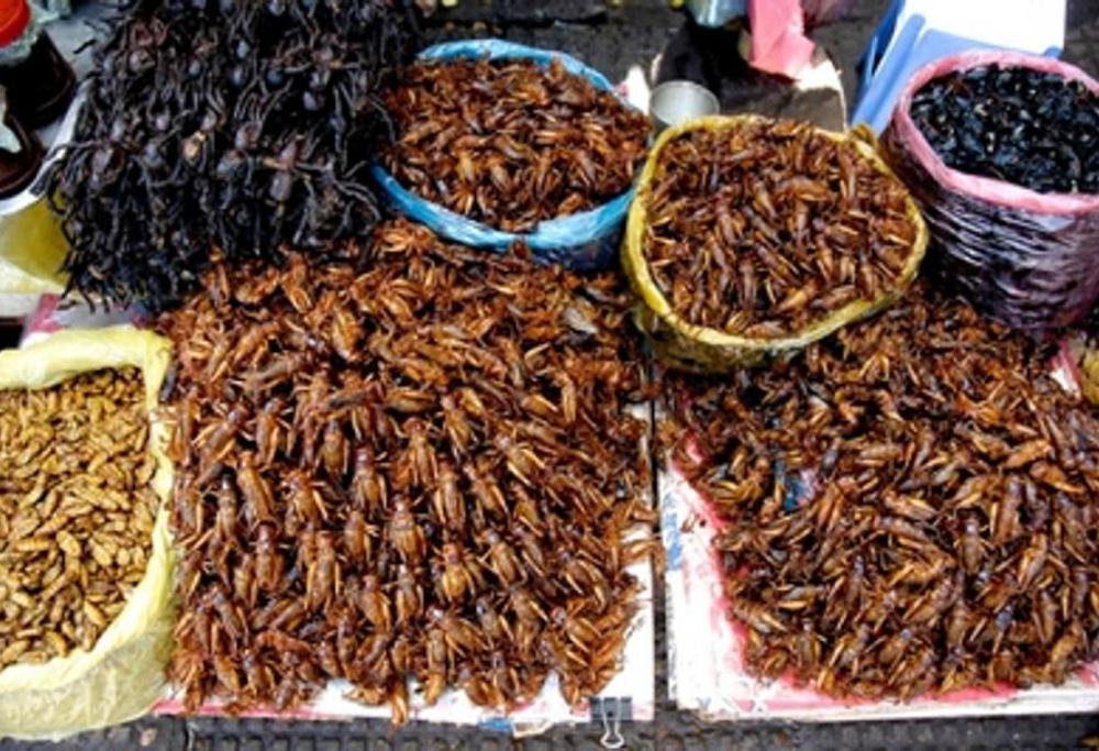 Marco Galli: “In Italia è vietato mangiare insetti. Ma voi li ...