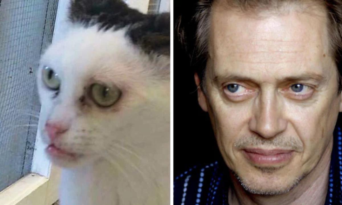Steve Buscemi Occhi Gatto Steve Buscemi Cat