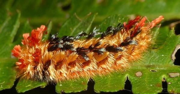 Quando la natura è arte: ecco i bruchi più incredibili! - Foto 1 di 8 ...