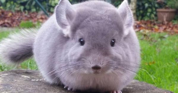 Questi cincillà sono così perfettamente tondi da sembrare finti - Radio 105