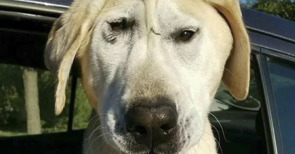 Labrador abbandonato a causa di una deformazione al muso: una donna lo ...