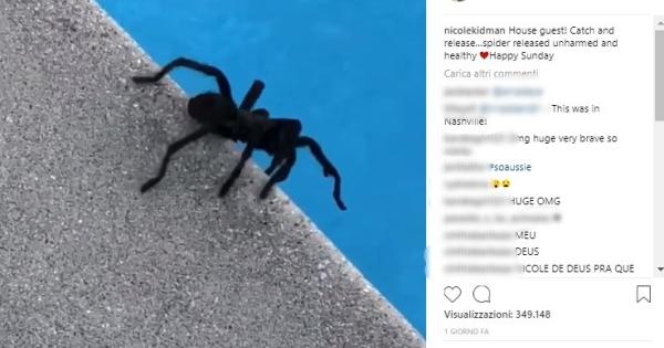 Nicole Kidman super mamma: cattura un ragno gigante tra le urla dei ...