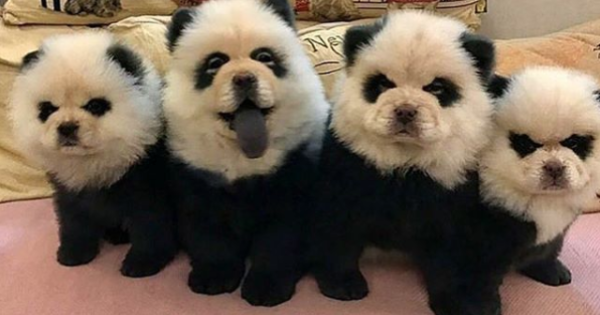 In Cina apre un locale dedicato ai “cani-panda”, scatenando l’ira del ...