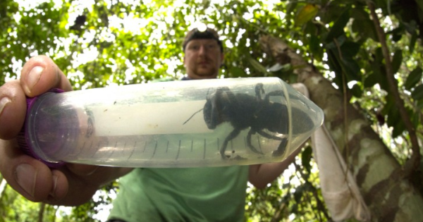 L'ape più grande al mondo non si è estinta: ritrovata dopo 38 anni ...