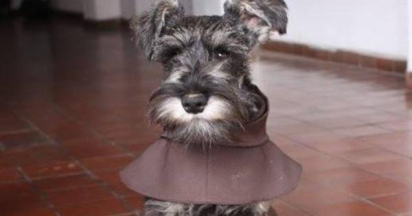 La storia di Frate Baffo, il cane diventato monaco - Radio 105