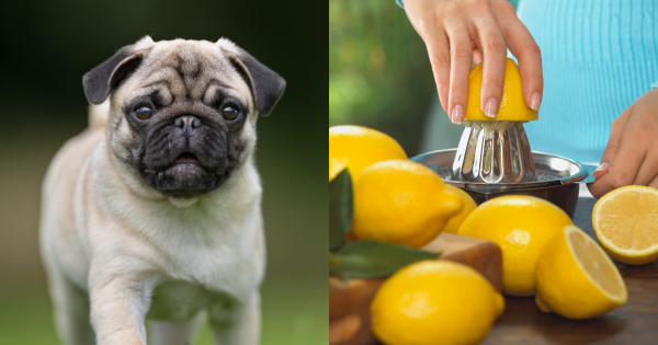 La sfida Dog vs Lemon è virale sui social. E anche rischiosa - Radio 105