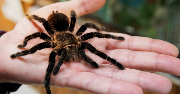 La suocera ha paura dei ragni, lui compra una tarantola - Radio 105