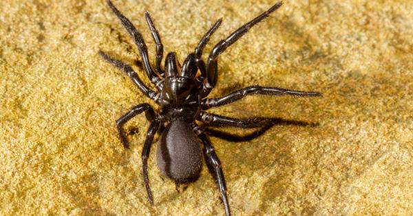 Australia: paura per il super ragno velenoso Atrax robustus - Radio 105