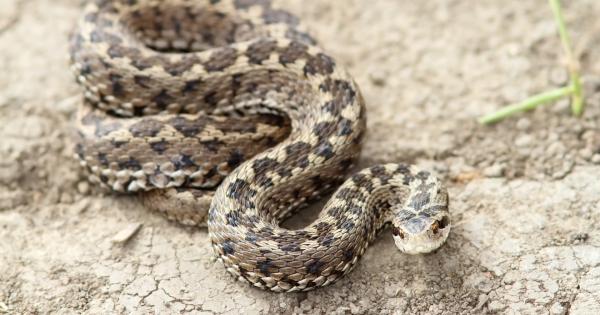La vipera degli Orsini non è velenosa, ma viene uccisa ugualmente ...