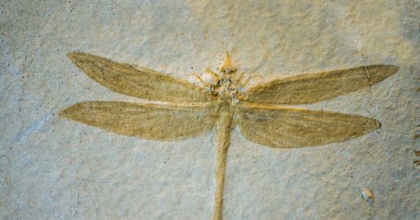 Polystoechotes punctata, l’insetto gigante ritrovato negli USA - Radio 105