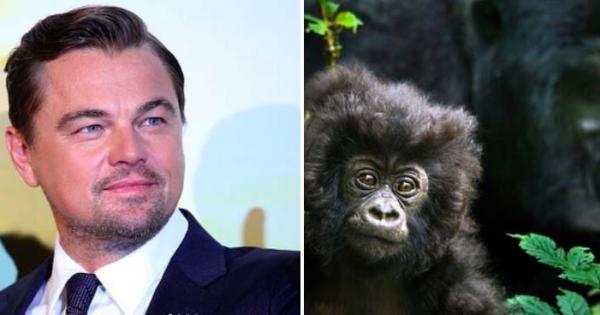 Leonardo DiCaprio aiuta i gorilla in Congo donando 2 milioni di dollari ...