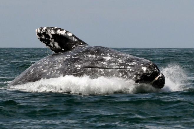 Il governo norvegese aumenta il numero di balene che potranno essere ...