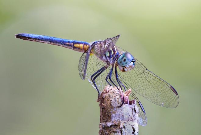 Le libellule femmine si fingono morte quando non hanno voglia di ...