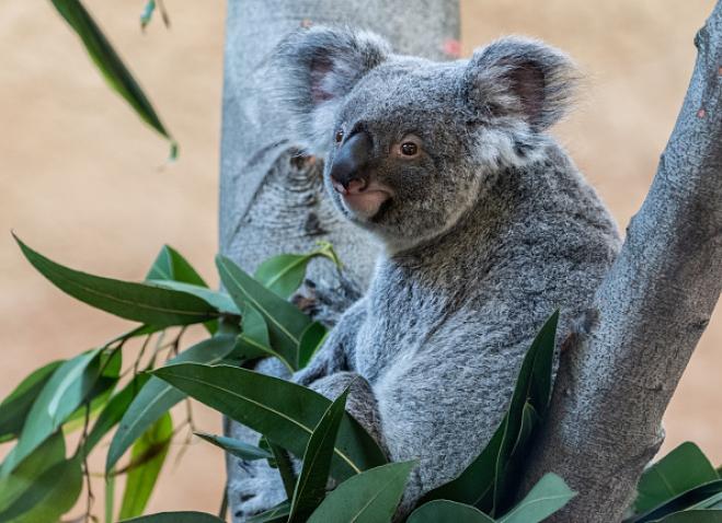 Addio koala: ormai sono solo 80mila e non riusciranno più a riprodursi ...