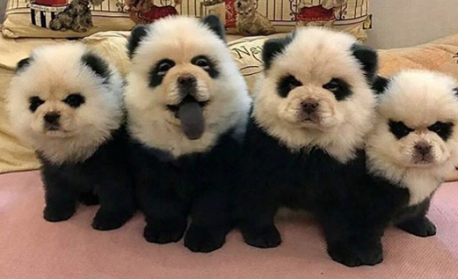 In Cina apre un locale dedicato ai “cani-panda”, scatenando l’ira del ...