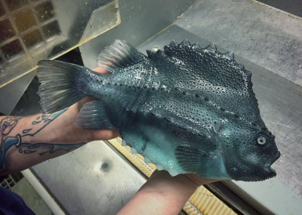 I pesci più brutti diventano social - Foto 1 di 6 - Radio 105