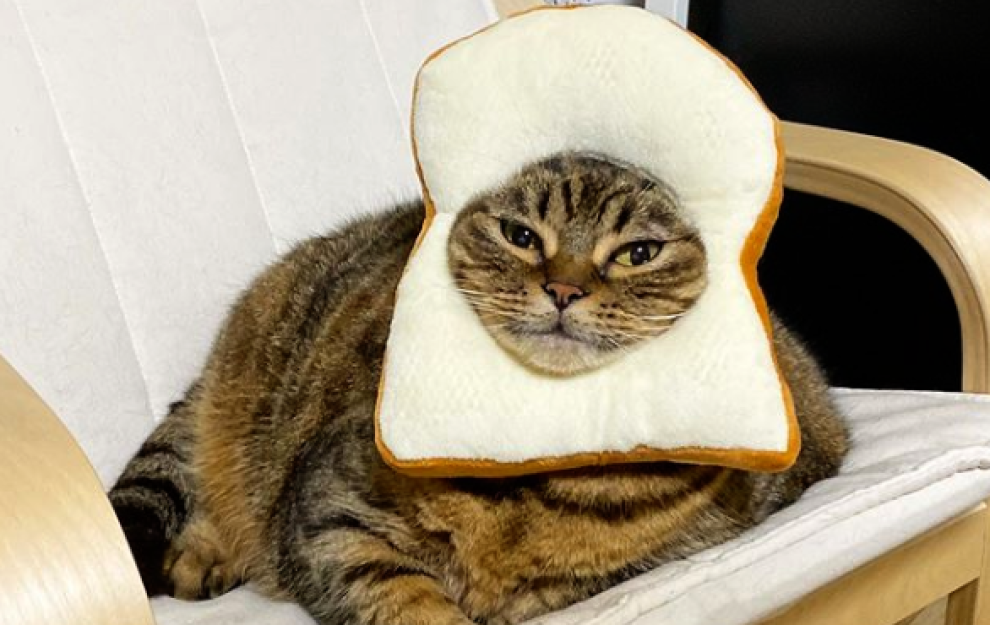 Questo gatto vi strapperà un sorriso con la sua espressione buffissima ...